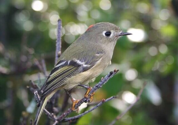 35 Most Common Birds in Alaska: The Ultimate Guide!