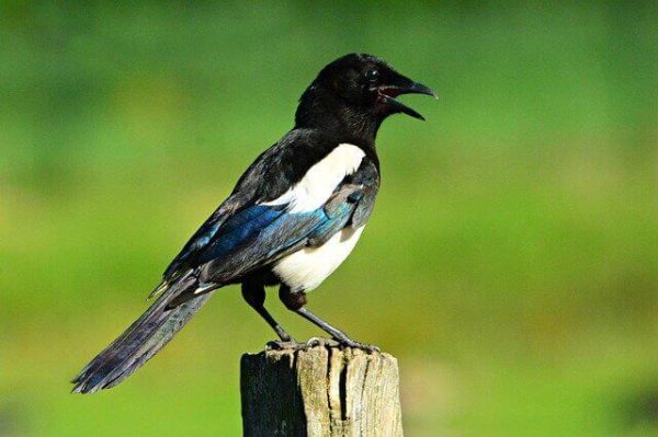 35 Most Common Birds in Alaska: The Ultimate Guide!