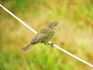 35 Most Common Birds in Alaska: The Ultimate Guide!