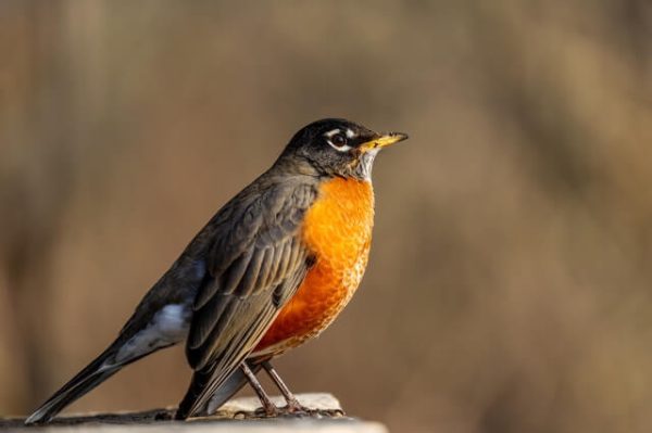 52 Most Common Birds in Pennsylvania: The Ultimate Guide!