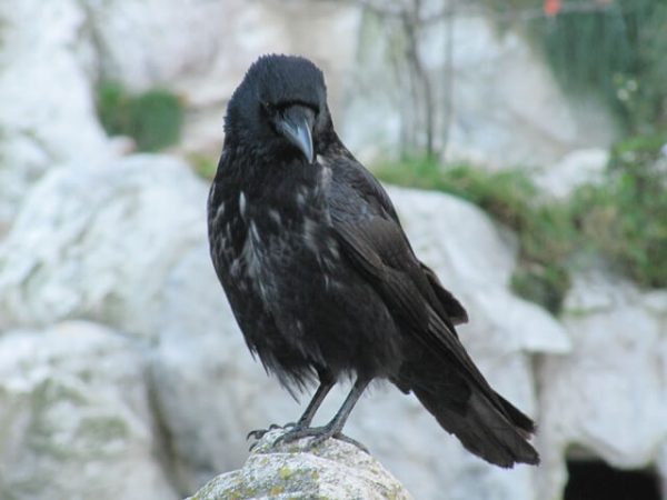 35 Most Common Birds in Alaska: The Ultimate Guide!