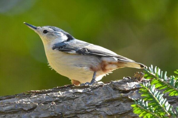52 Most Common Birds in Pennsylvania: The Ultimate Guide!