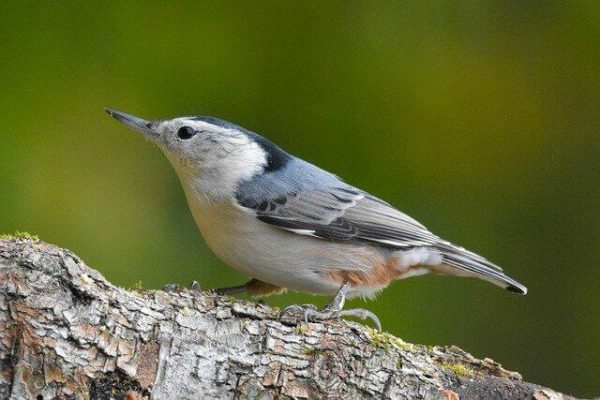 17 Backyard Birds That Eat Suet: Attract More Birds!