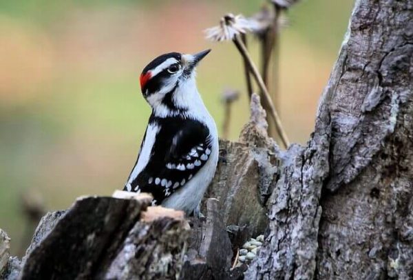 60 Most Common Birds in Illinois: The Ultimate Guide!