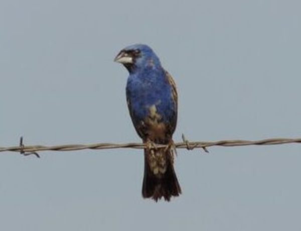 11 Beautiful Blue Birds to Spot in Your Backyard!