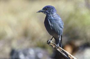 17 Blue Colored Birds In Washington State: Nature's Gems!