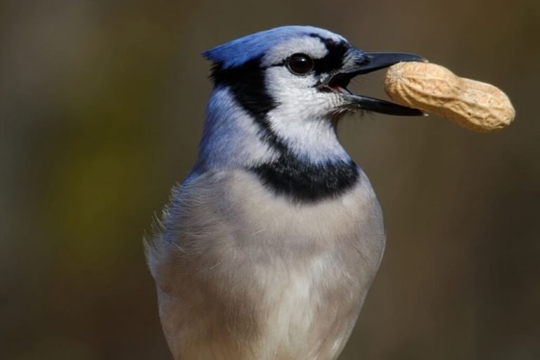 24 Backyard Birds That Eat Peanuts: The Ultimate Guide!