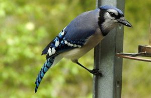 17 Blue Colored Birds In Washington State: Nature's Gems!