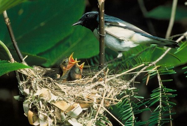 17 Blue Colored Birds In Washington State: Nature's Gems!