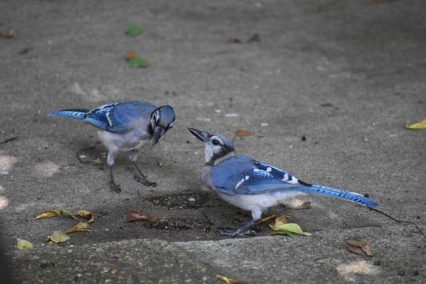 11 Beautiful Blue Birds to Spot in Your Backyard!