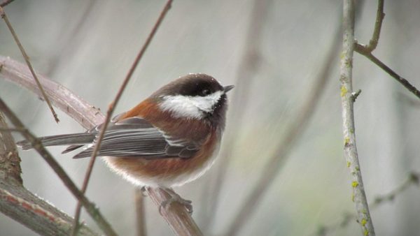 24 Backyard Birds That Eat Peanuts: The Ultimate Guide!