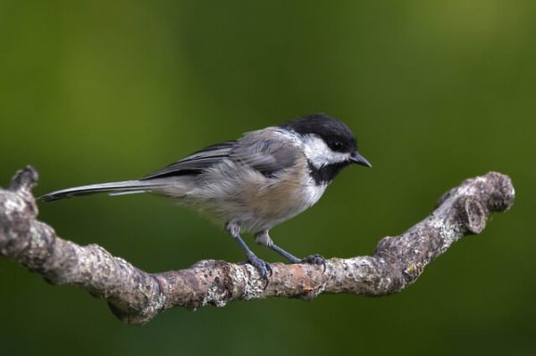 62 Most Common Birds in Missouri: The Ultimate Guide!
