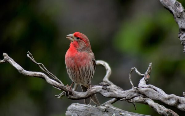 62 Most Common Birds in Missouri: The Ultimate Guide!