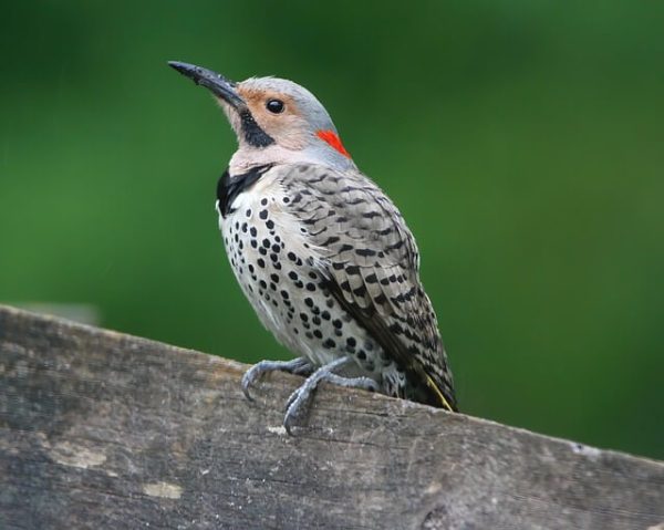 62 Most Common Birds in Missouri: The Ultimate Guide!