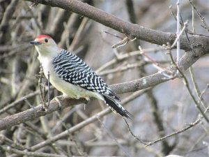 62 Most Common Birds in Missouri: The Ultimate Guide!