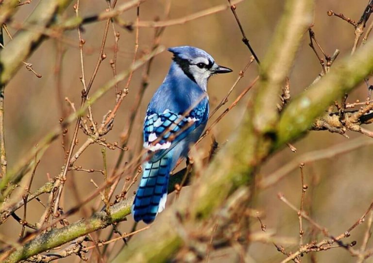 How to Identify a Blue Jay? Easy Identification Tips!