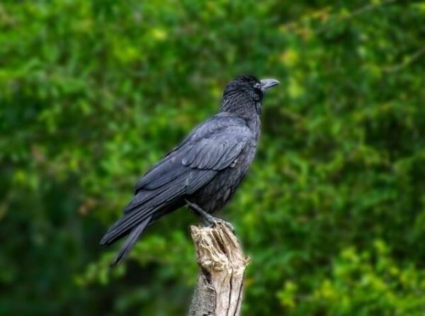 Birds That Look Like Crows: 16 Lookalikes to Spot!