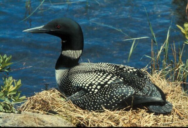33 Fun Facts About the Common Loon You May Not Know!