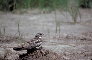 What Birds Are Active At Night? Ultimate Nocturnal Guide!