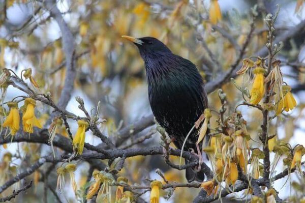 Birds That Look Like Crows: 16 Lookalikes to Spot!