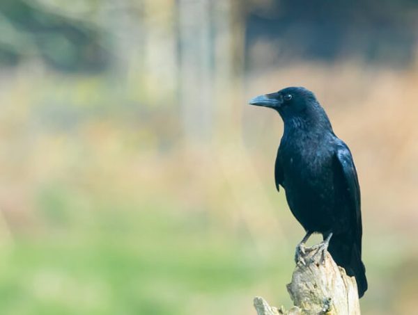 Birds That Look Like Crows: 16 Lookalikes to Spot!