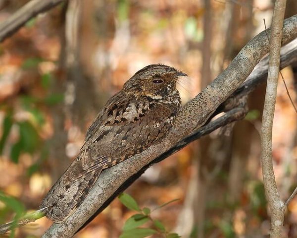 What Birds Are Active At Night? Ultimate Nocturnal Guide!