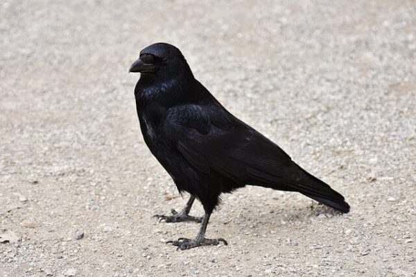 Birds That Look Like Crows: 16 Lookalikes to Spot!