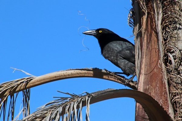 Birds That Look Like Crows: 16 Lookalikes to Spot!
