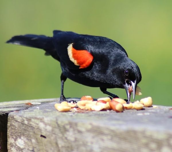 Birds That Look Like Crows: 16 Lookalikes to Spot!