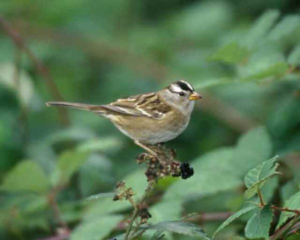 15 Small Birds With Black And White Heads You Can Spot