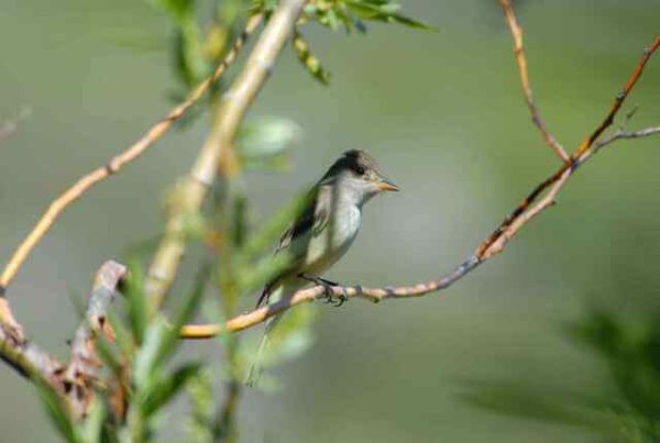14 Small Gray Birds with White Bellies: An In-Depth Look!