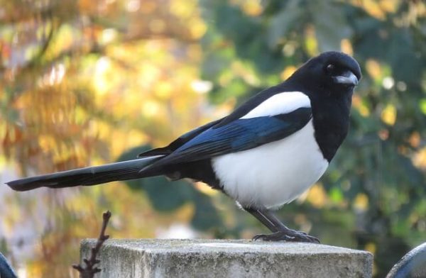 7 Birds That Are Attracted to Shiny Objects and Why!