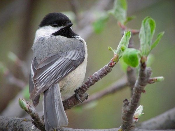 14 Small Gray Birds with White Bellies: An In-Depth Look!