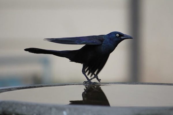Birds That Look Like Crows: 16 Lookalikes to Spot!