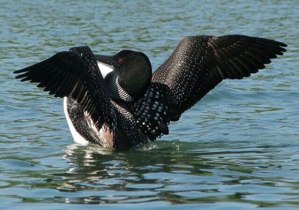 33 Fun Facts About the Common Loon You May Not Know!