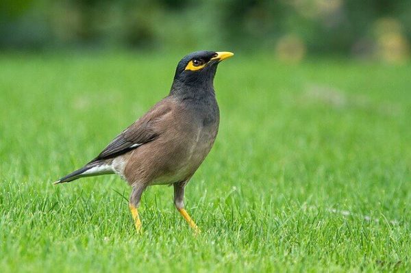 7 Birds That Are Attracted to Shiny Objects and Why!