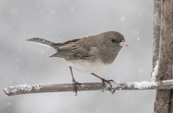14 Small Gray Birds with White Bellies: An In-Depth Look!