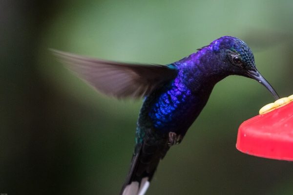 Where Do Hummingbirds Go in the Winter? Migration Facts!