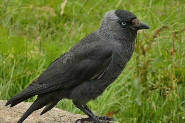 Birds That Look Like Crows: 16 Lookalikes to Spot!