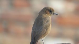 What Birds Are Active At Night? Ultimate Nocturnal Guide!