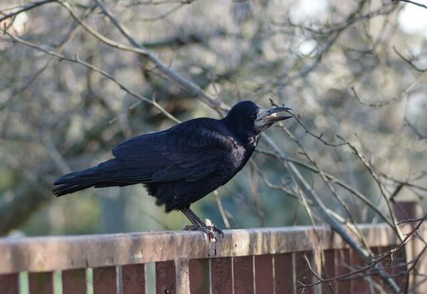 Birds That Look Like Crows: 16 Lookalikes to Spot!