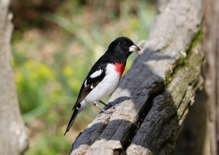 How To Attract Rose-breasted Grosbeaks: Ultimate Guide!