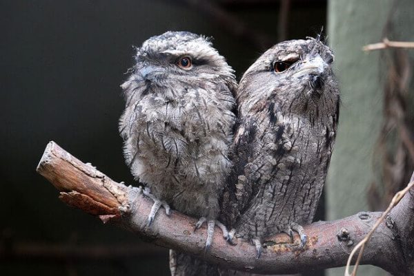 What Birds Are Active At Night? Ultimate Nocturnal Guide!