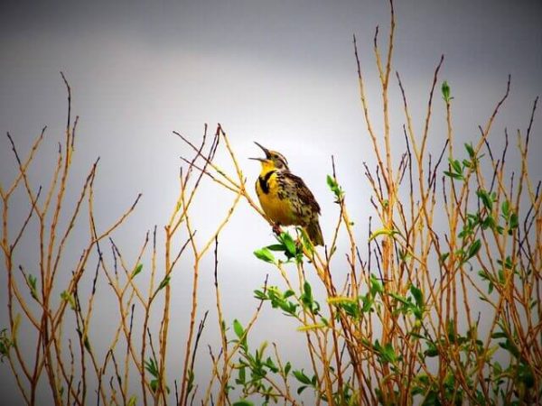 Western Meadowlark Bird Facts: Discover The Beauty Now!