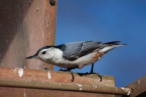 12 Small Black And White Birds: With Expert ID Insights!