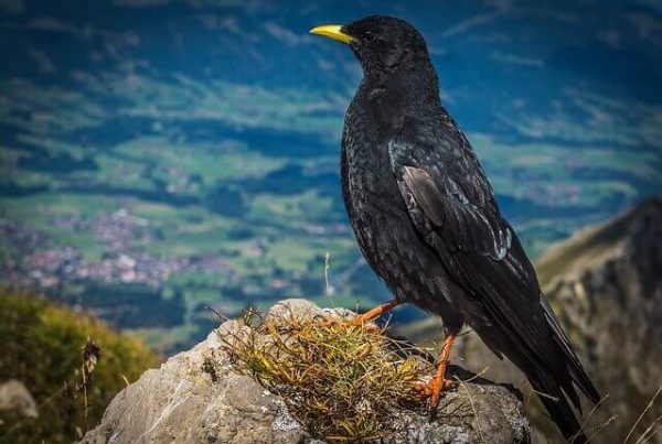 Birds That Look Like Crows: 16 Lookalikes to Spot!