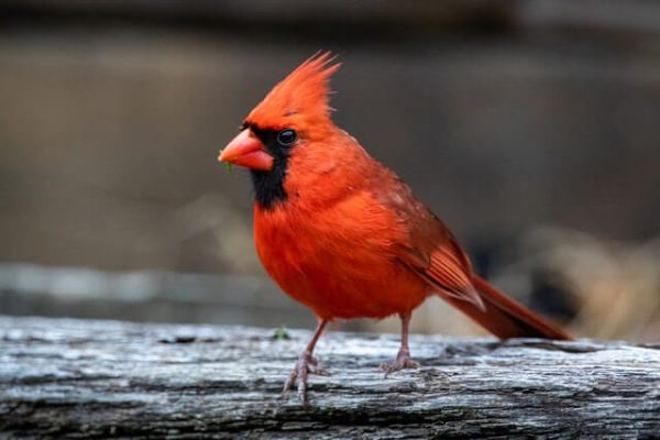 Meet the Illinois State Bird: The Northern Cardinal!