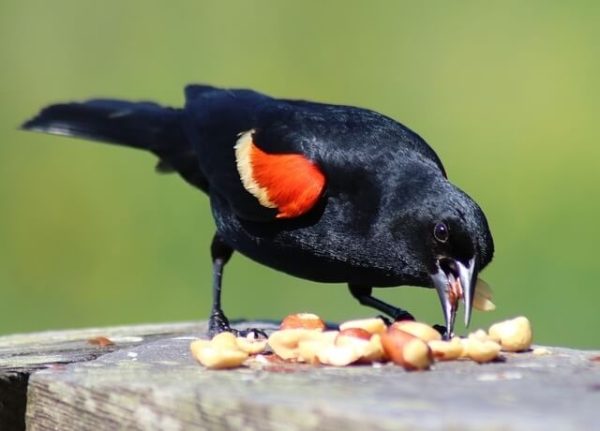 65 Most Common Backyard Birds in Kansas: Ultimate Guide!