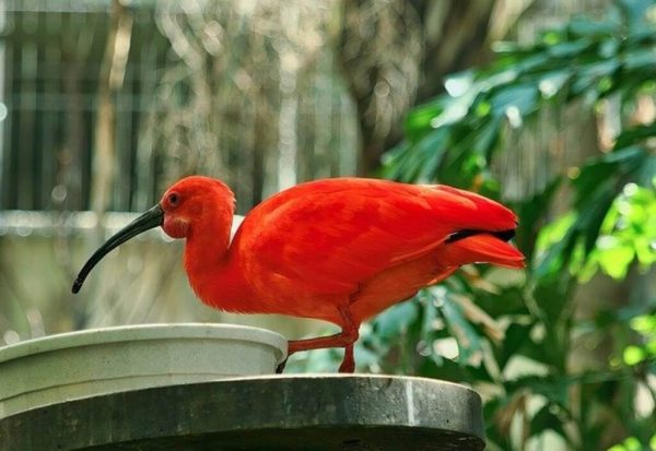 16 Types of Birds That Are Red: A Comprehensive Guide!
