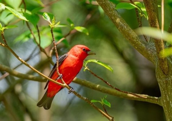 How To Attract Scarlet Tanagers To Your Backyard: Tips!